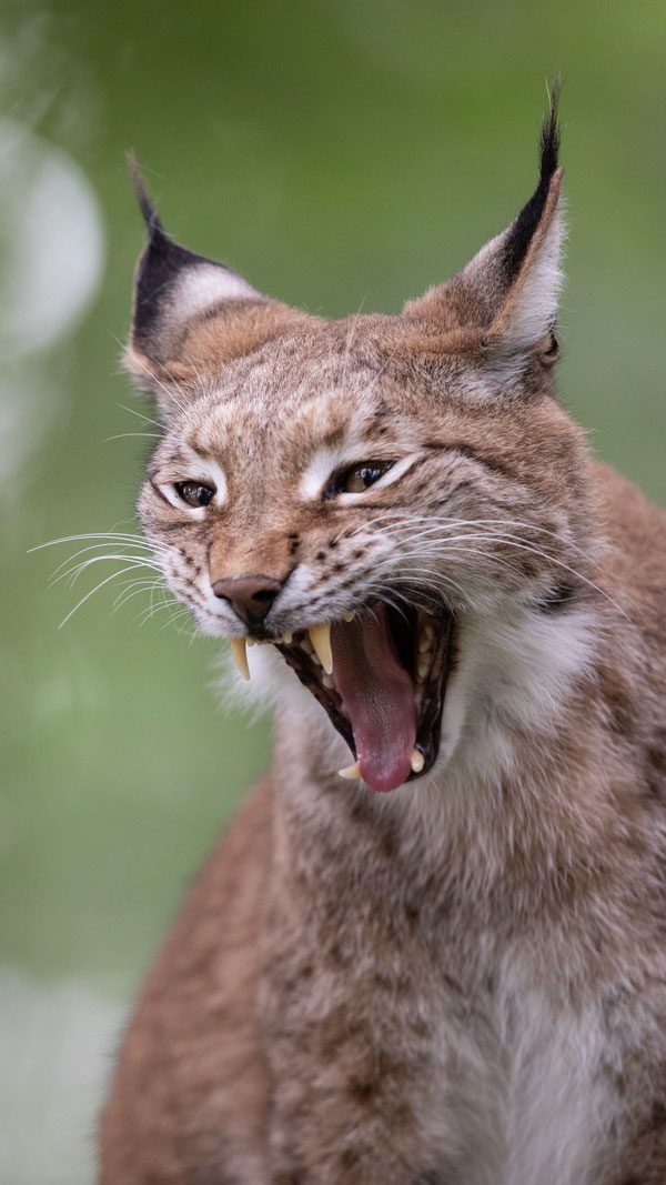 Eurasian Lynx | Emerald Park | Theme Park & Zoo