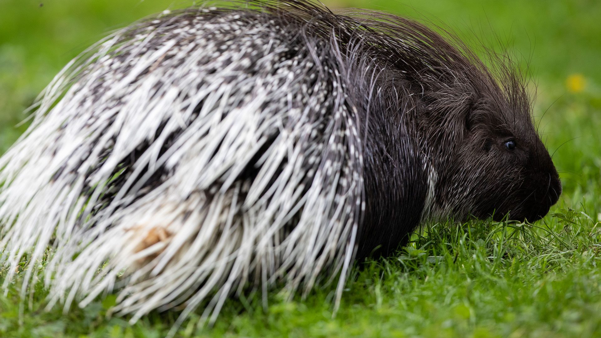 Cape Porcupine | Emerald Park | Theme Park & Zoo