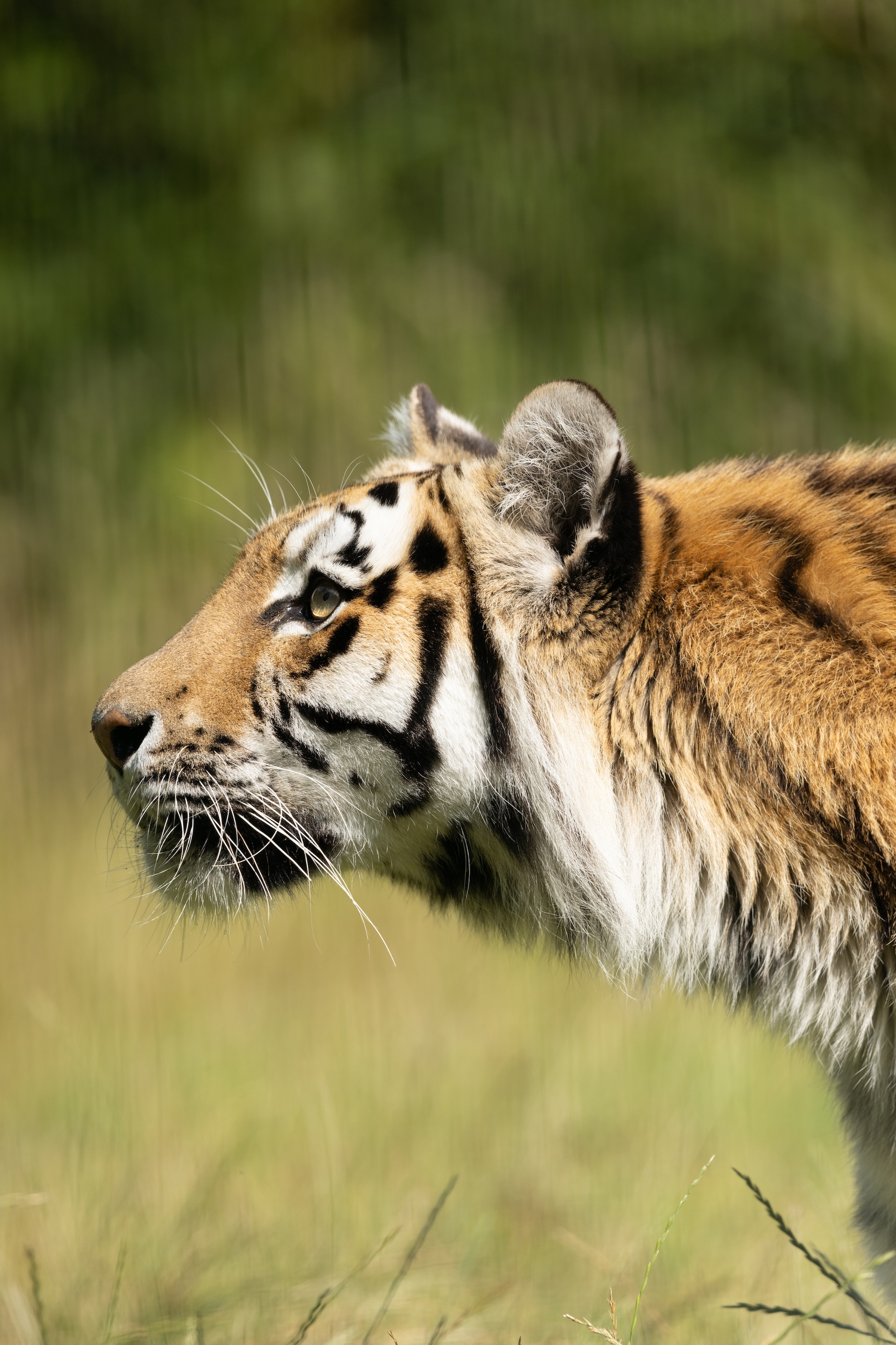 Emerald Park Zoo | Visit Ireland's Best Zoo and Theme Park